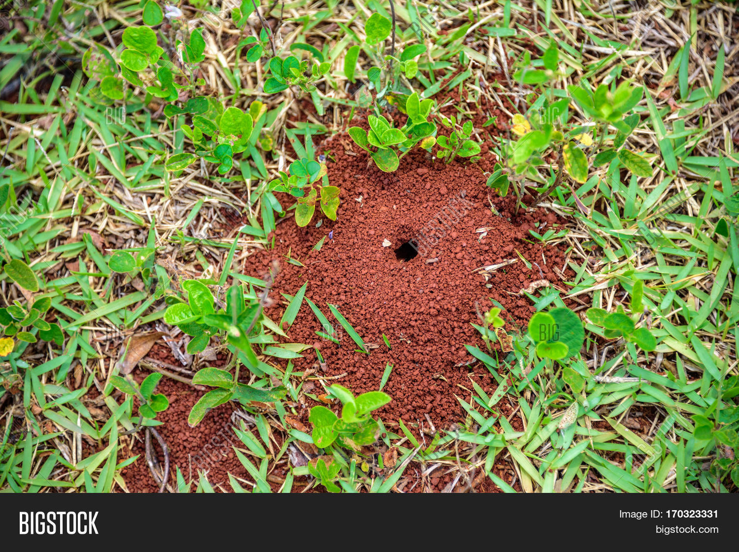 Small Anthill Hole On Image & Photo (Free Trial) | Bigstock