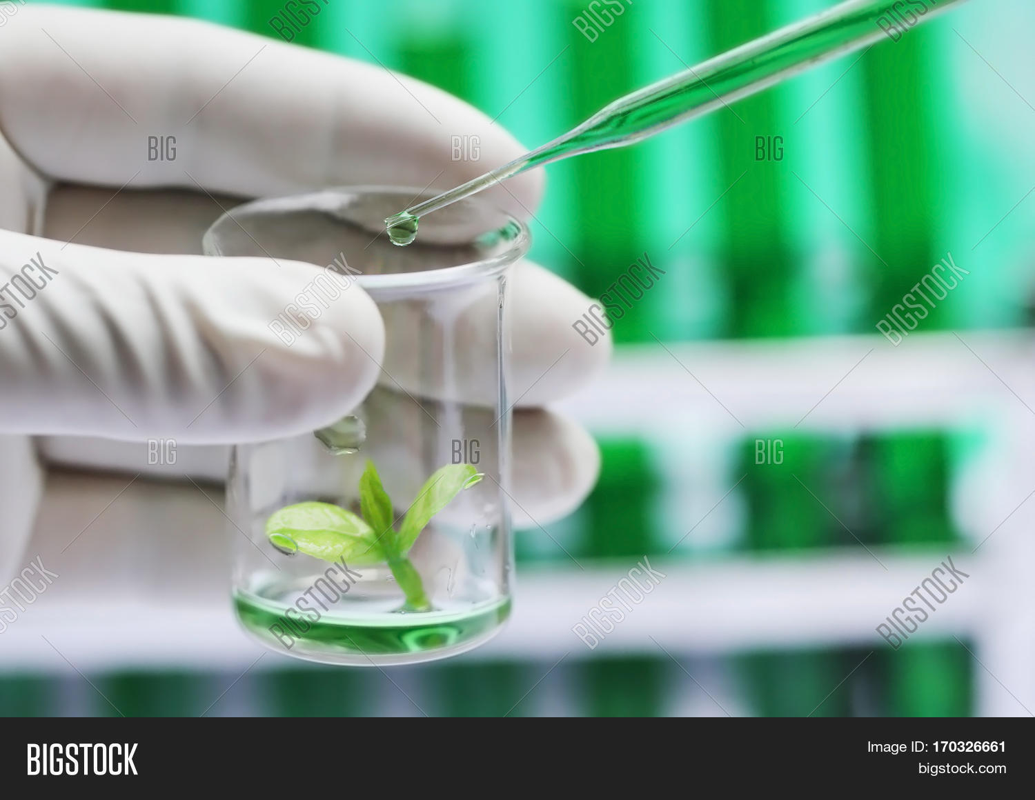 Plant Sprout Beaker Image & Photo (Free Trial) | Bigstock