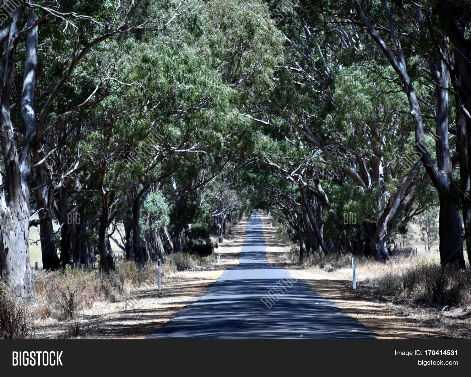 Road Green Trees. Real Image & Photo (Free Trial) | Bigstock
