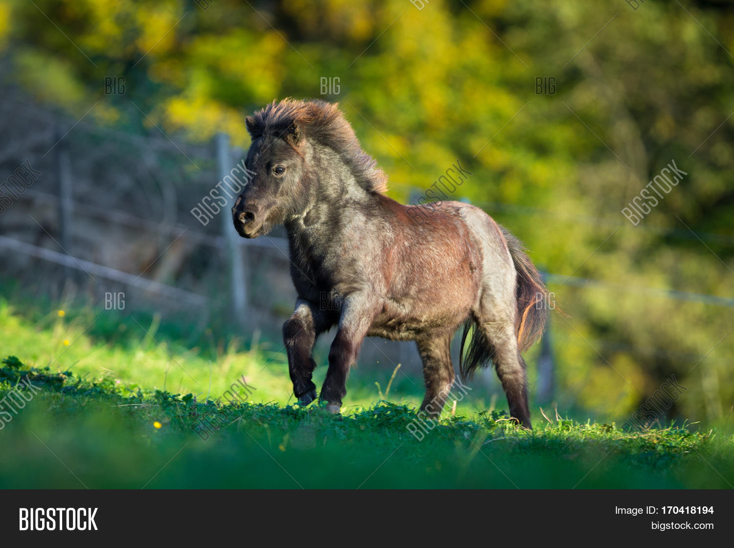 Shetland Pony Image & Photo (Free Trial) | Bigstock