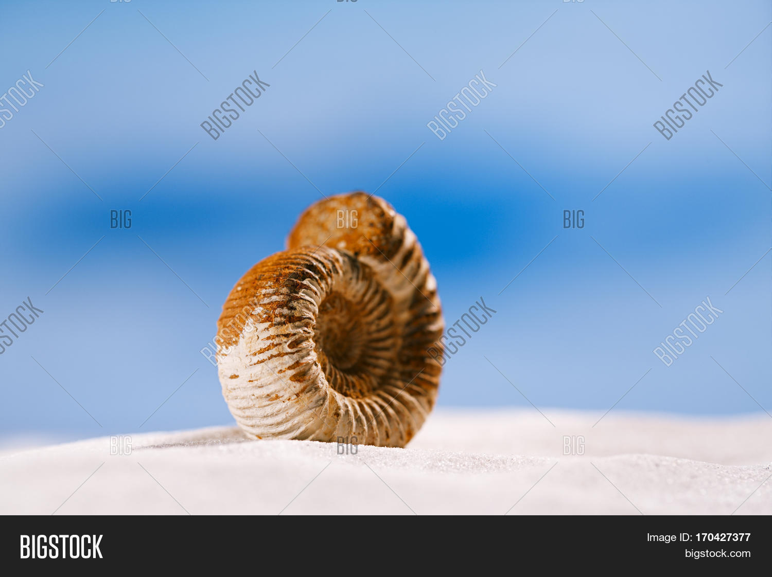Ammonite Nautilus Image & Photo (Free Trial) | Bigstock