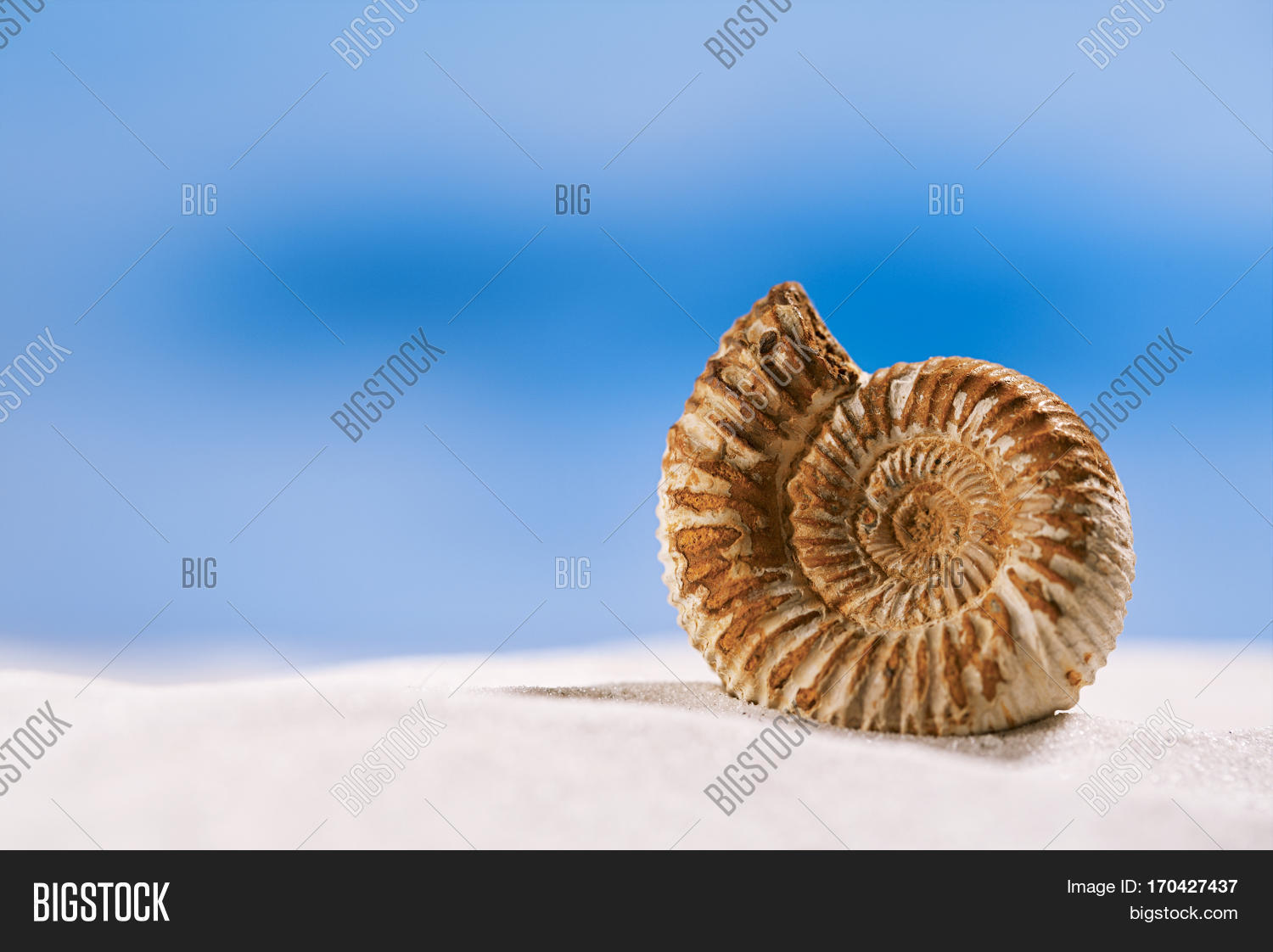 Ammonite Nautilus Image & Photo (Free Trial) | Bigstock