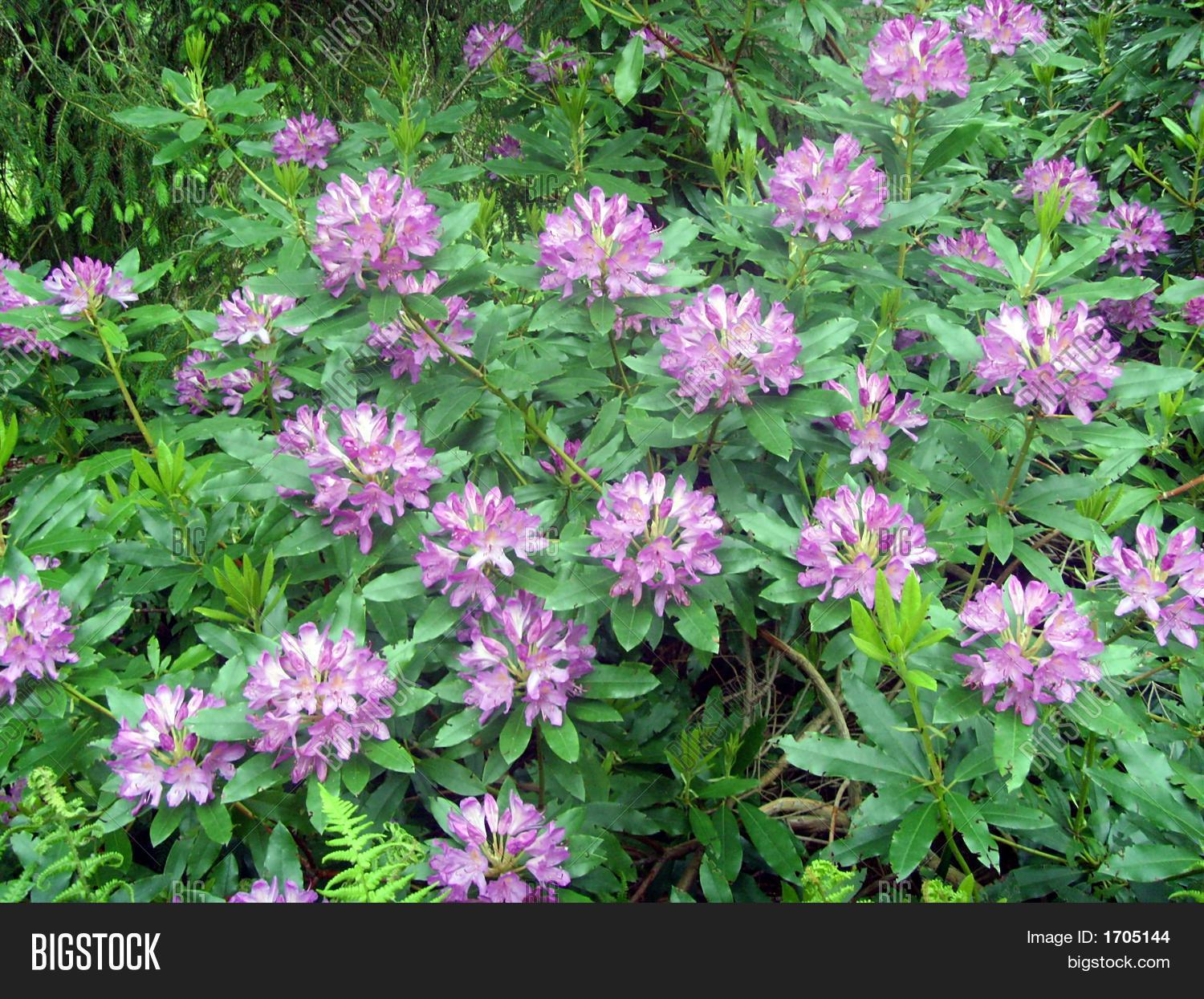 Purple Rhododendron Image & Photo (Free Trial) | Bigstock