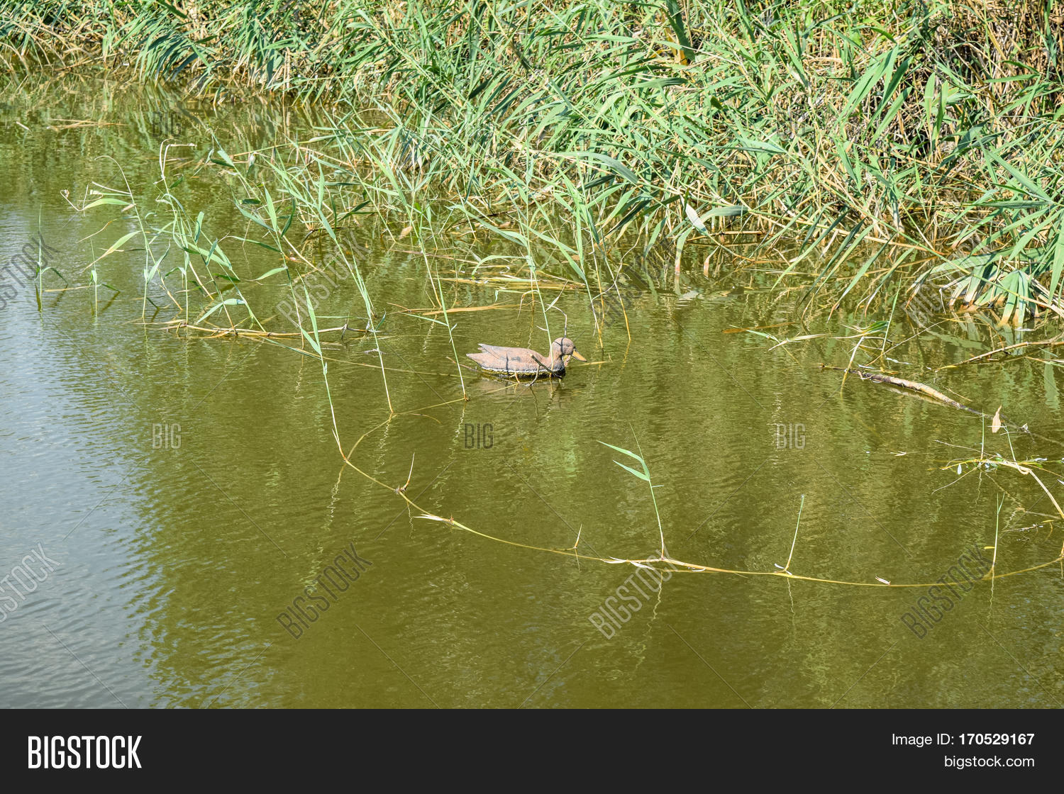 Pond Ducks Artificial Image & Photo (Free Trial) | Bigstock