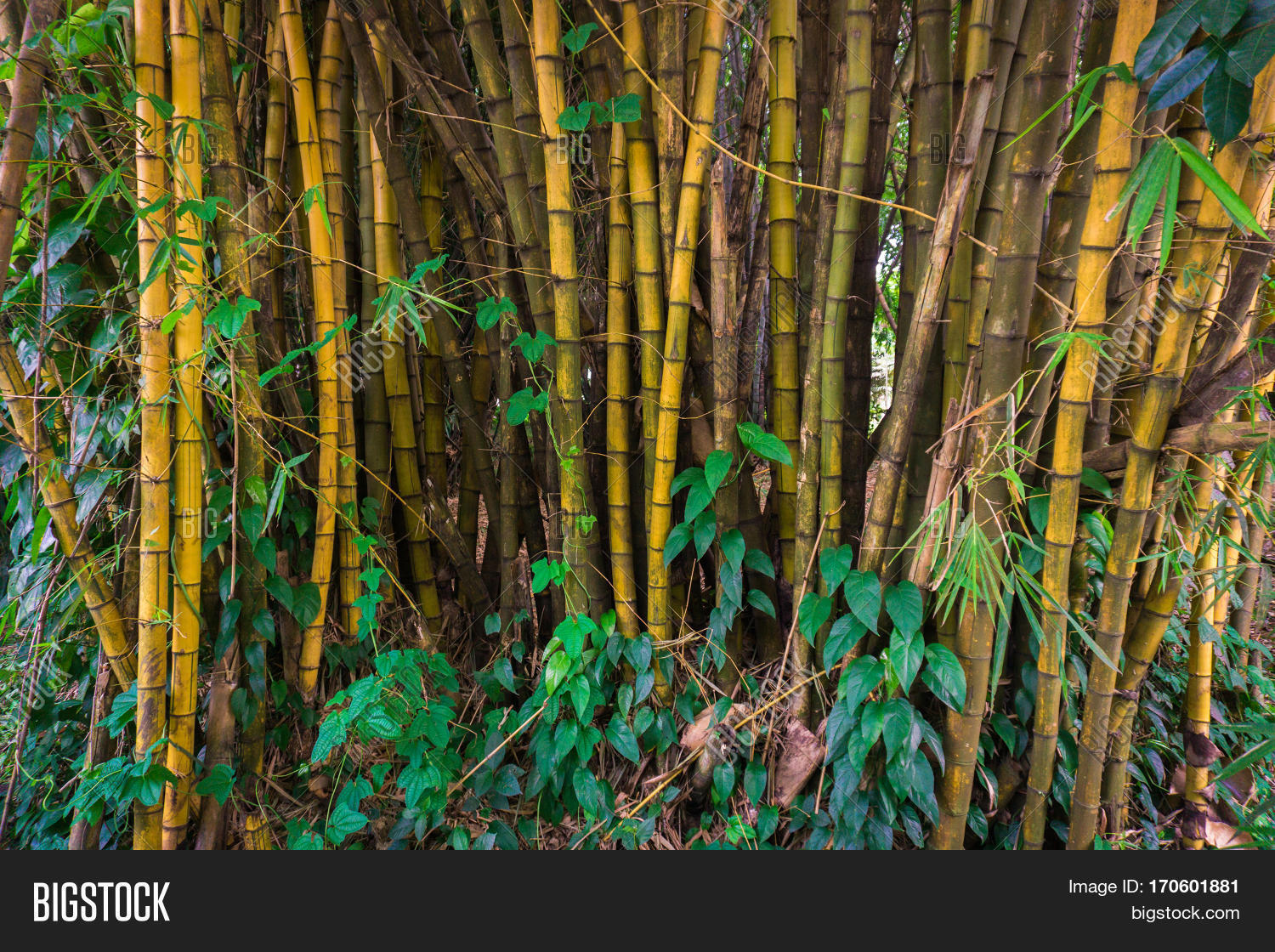 Yellow Bamboo Groove Image & Photo (Free Trial) | Bigstock