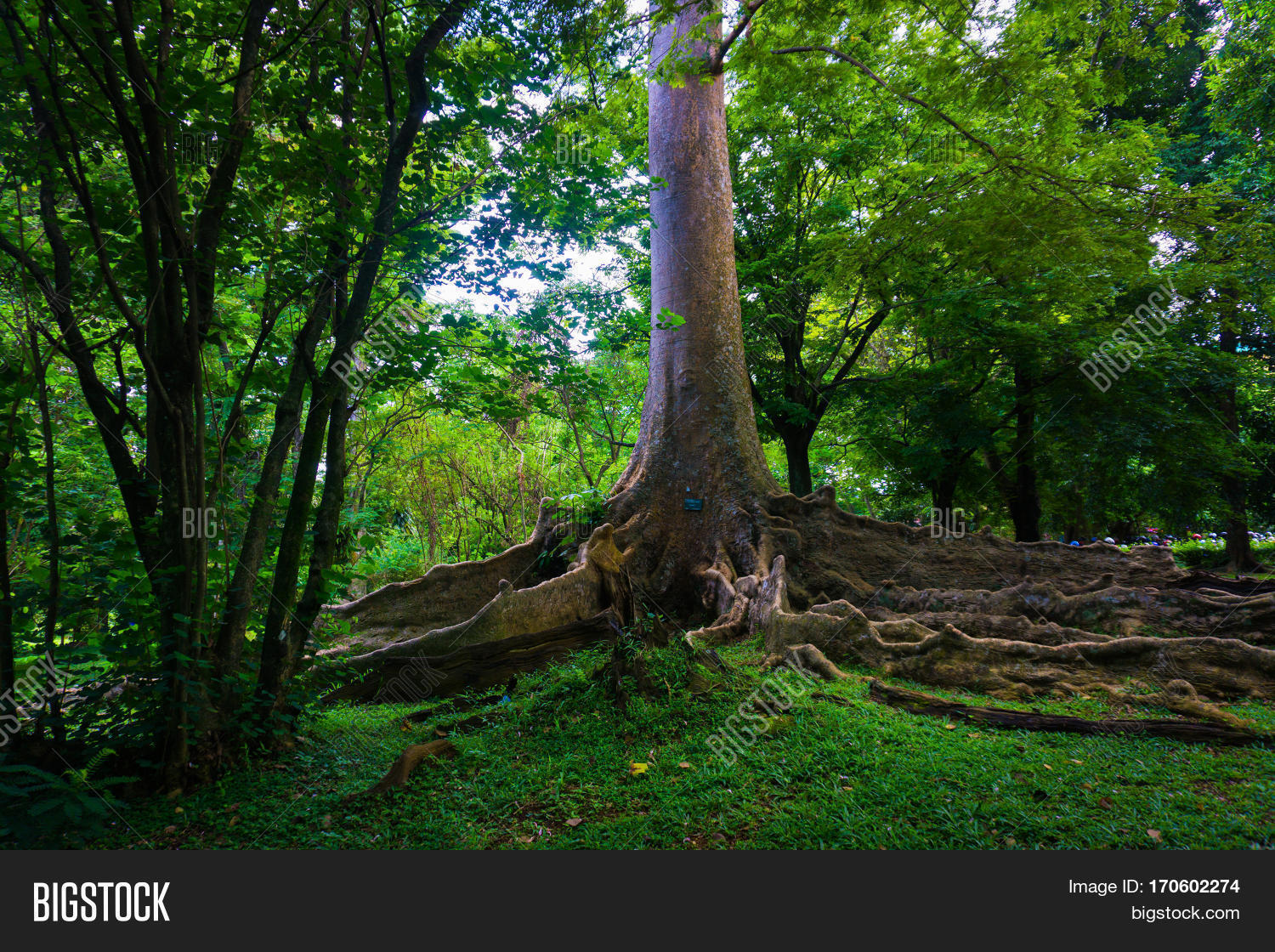 Kayu Raja King Tree Image & Photo (Free Trial) | Bigstock