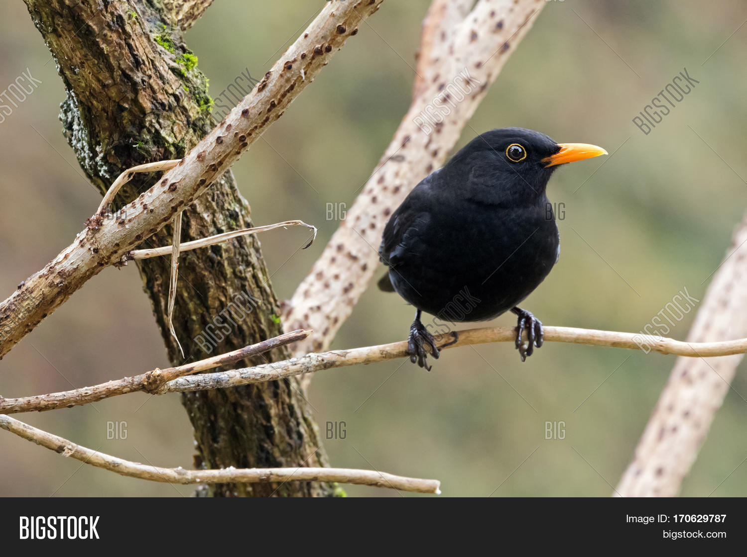 Male Common Blackbird Image & Photo (Free Trial) | Bigstock