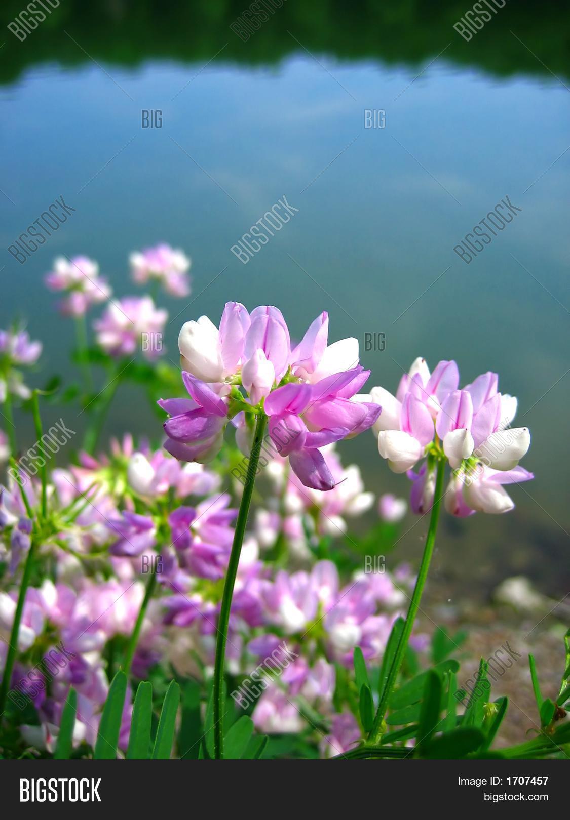 Lakeside Flowers Image & Photo (Free Trial) | Bigstock