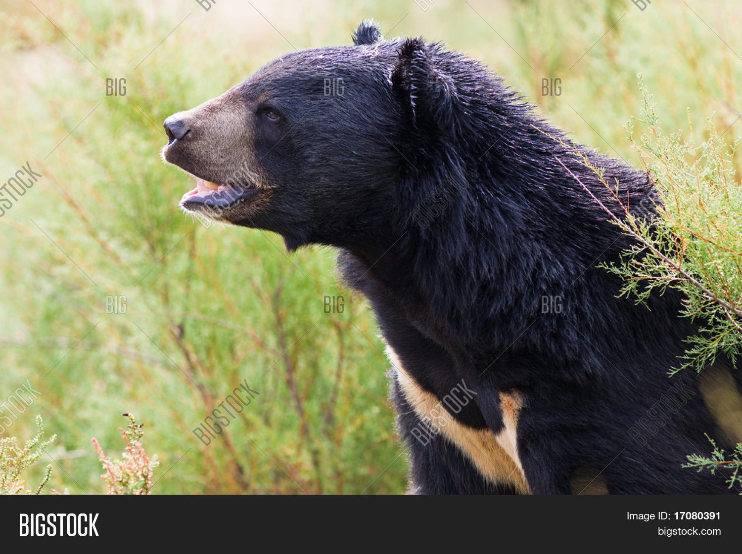 Black Bear Roaring Image & Photo (Free Trial) | Bigstock