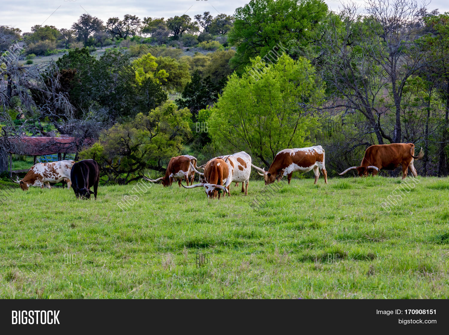 Texas Longhorns Image & Photo (Free Trial) | Bigstock