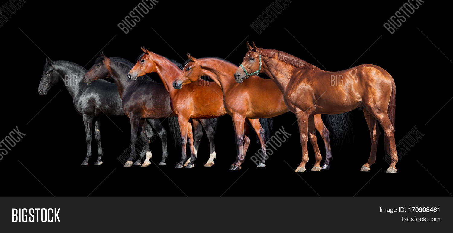 Horses Isolated On Image & Photo (Free Trial) | Bigstock