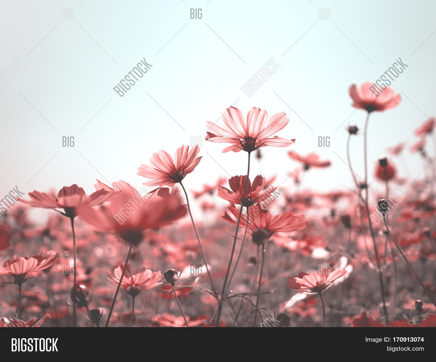 Pink Cosmos ( Image & Photo (Free Trial) | Bigstock