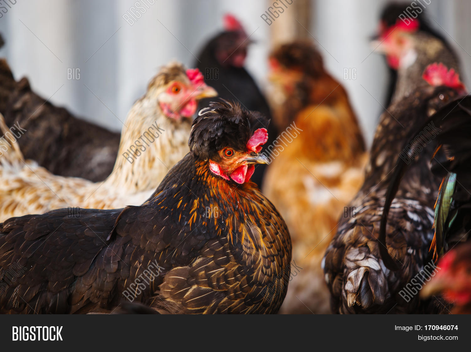 Motley Hen Tuft Image & Photo (Free Trial) | Bigstock