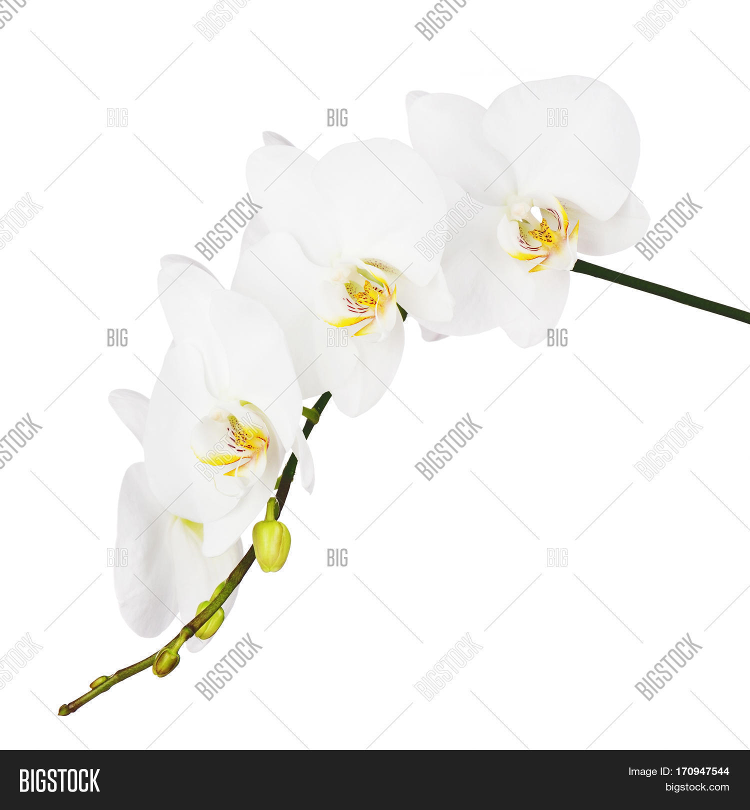 White Orchid Isolated Image & Photo (Free Trial) | Bigstock