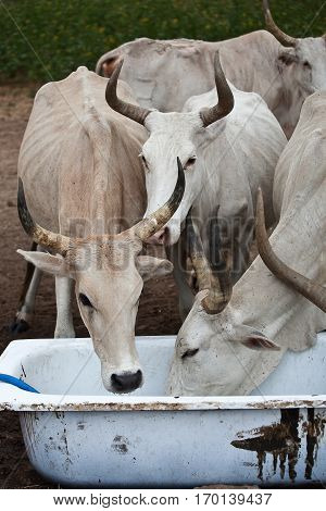 African Cows Drinking Image & Photo (Free Trial) | Bigstock