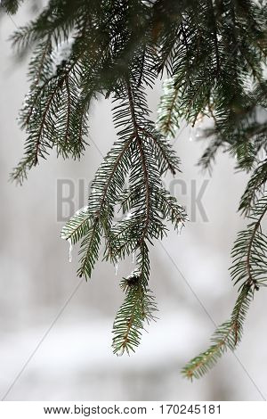 Sprig Conifer 이미지 및 사진(무료 체험) | Bigstock