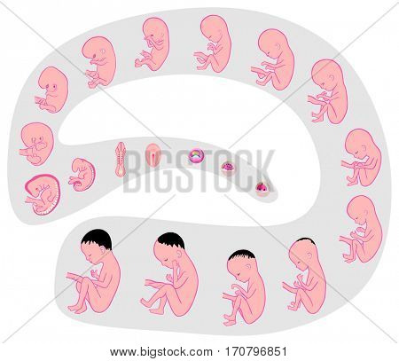 Human Fetus Image & Photo (Free Trial) | Bigstock