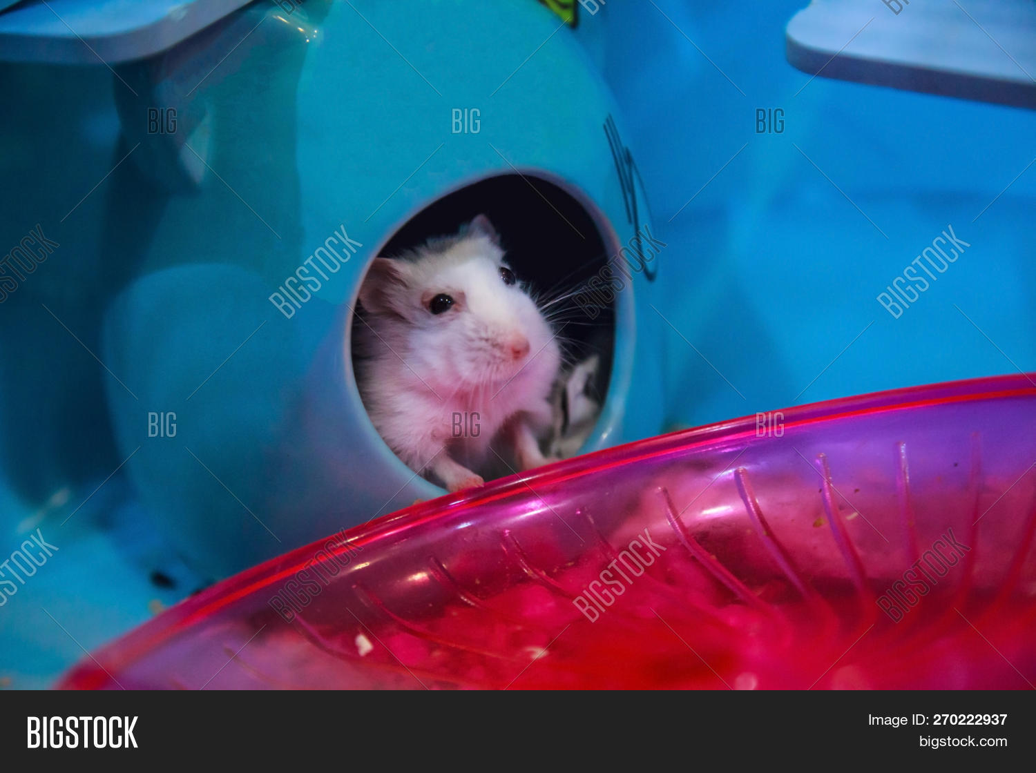 Cute Winter White Hamster