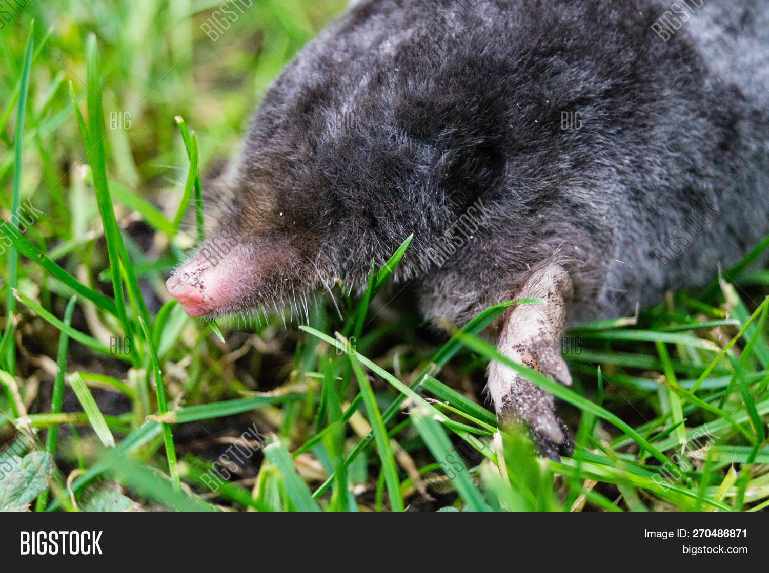 European Mole Talpidae Image & Photo (Free Trial) | Bigstock