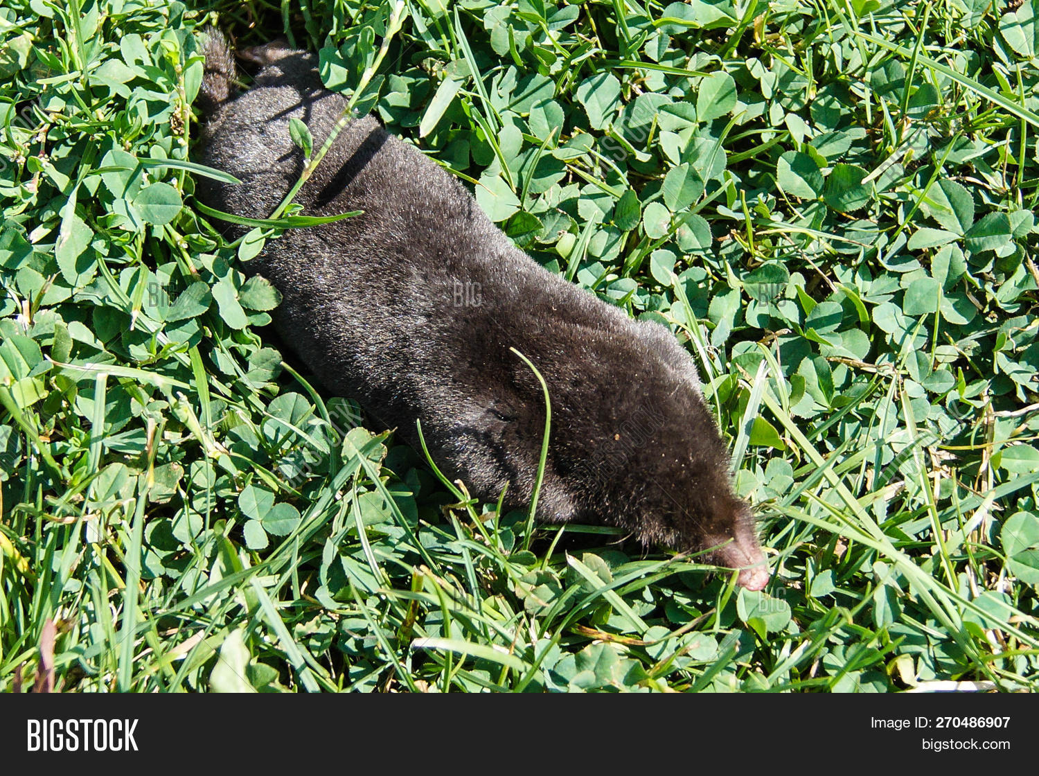 European Mole Talpidae Image & Photo (Free Trial) | Bigstock