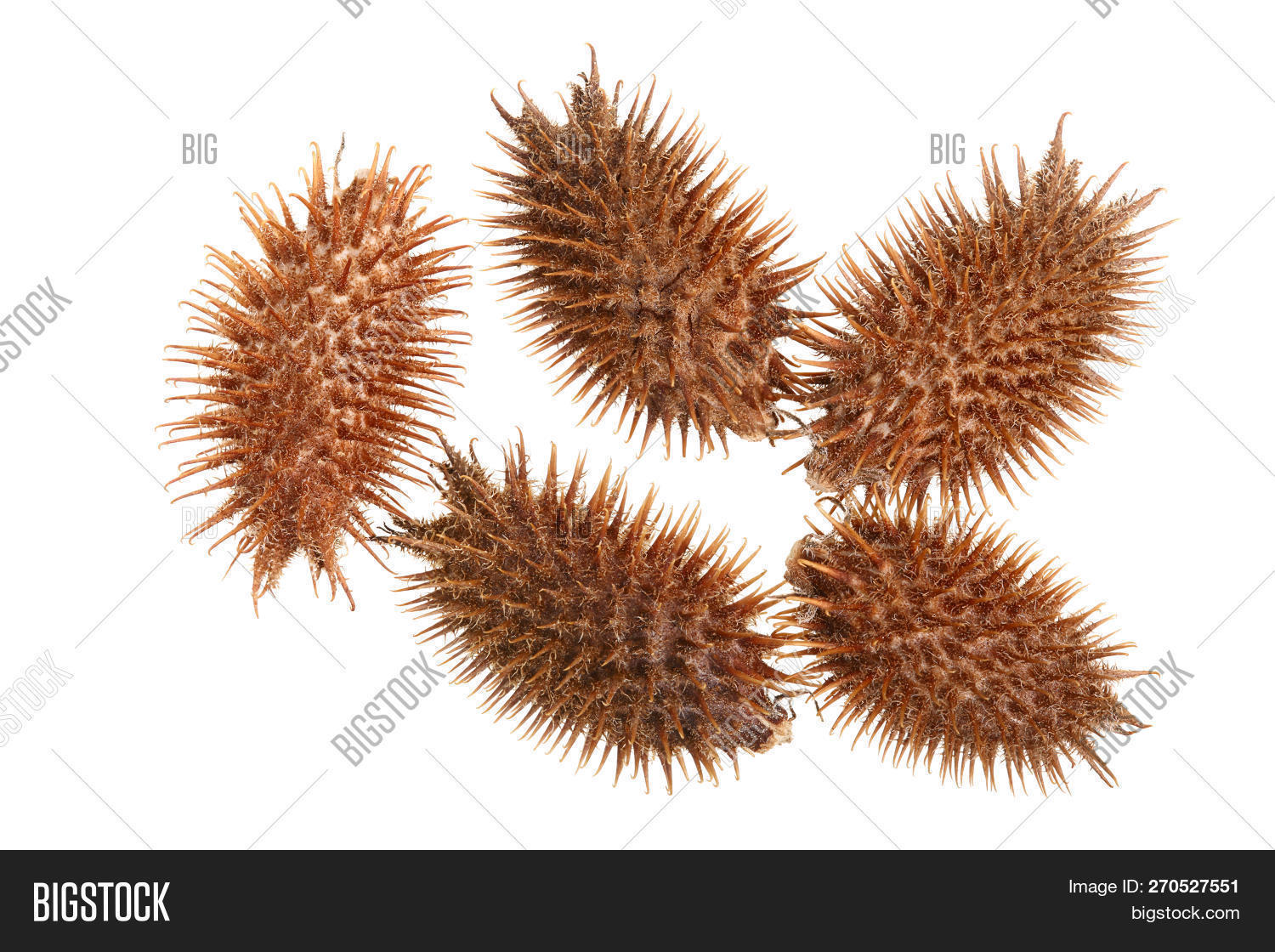 Dry Xanthium Image & Photo (Free Trial) | Bigstock