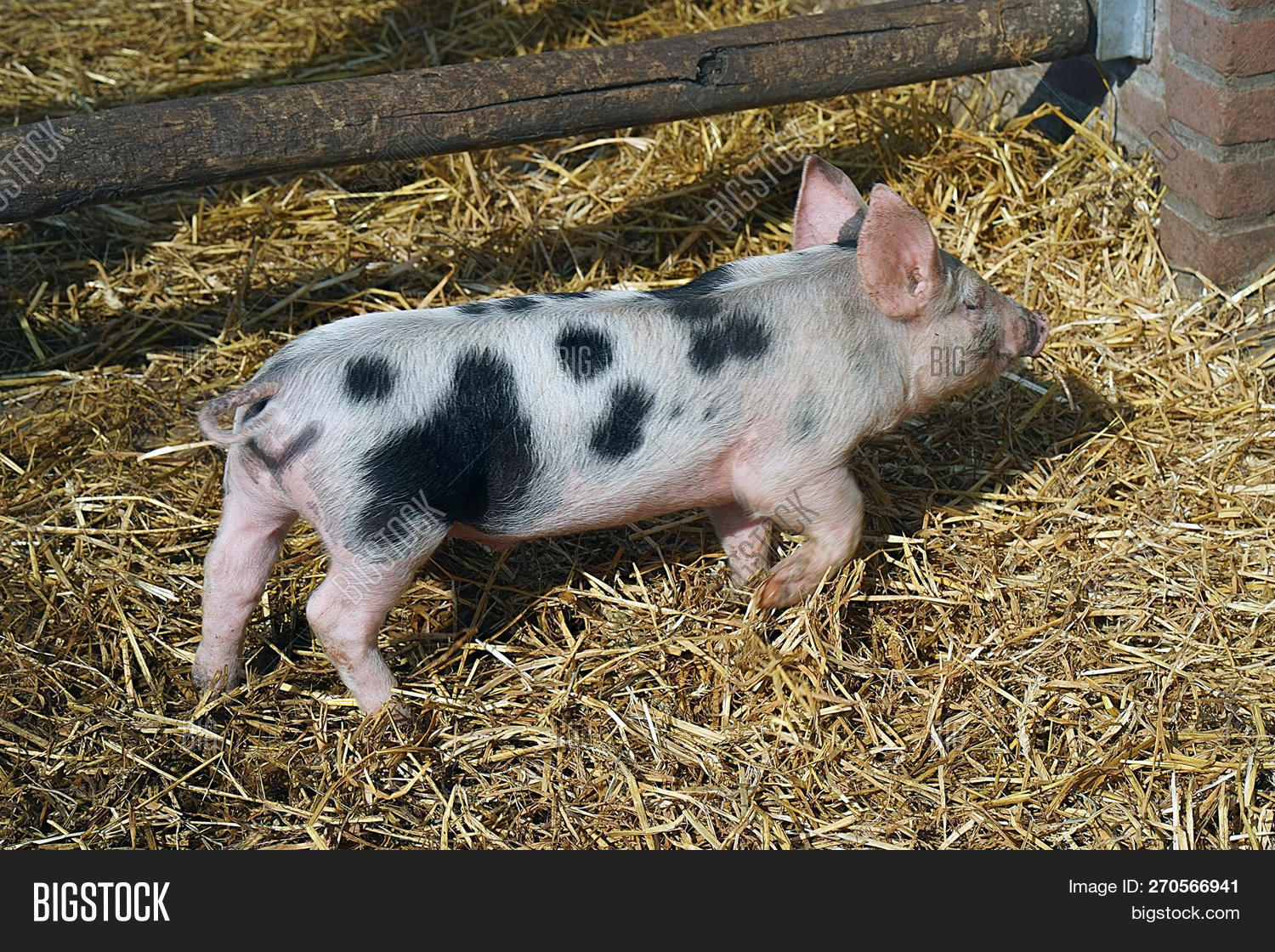 One Young Piglet On Image & Photo (Free Trial) | Bigstock