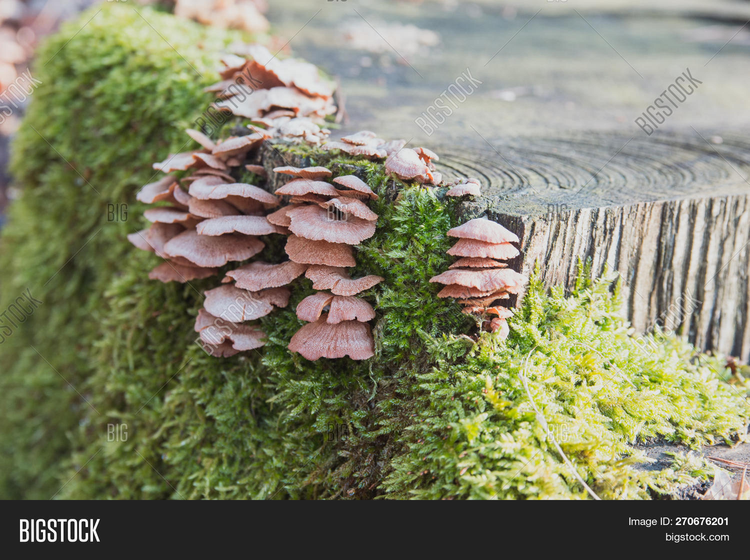 Group Sheathed Image & Photo (Free Trial) | Bigstock