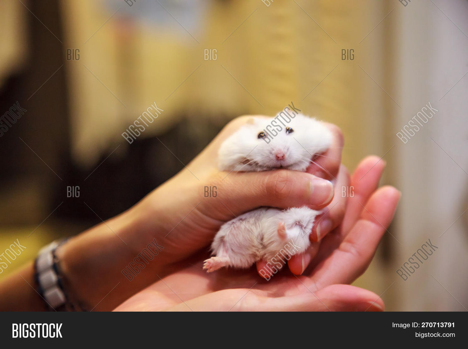 Cute Exotic Winter Image & Photo (Free Trial) | Bigstock