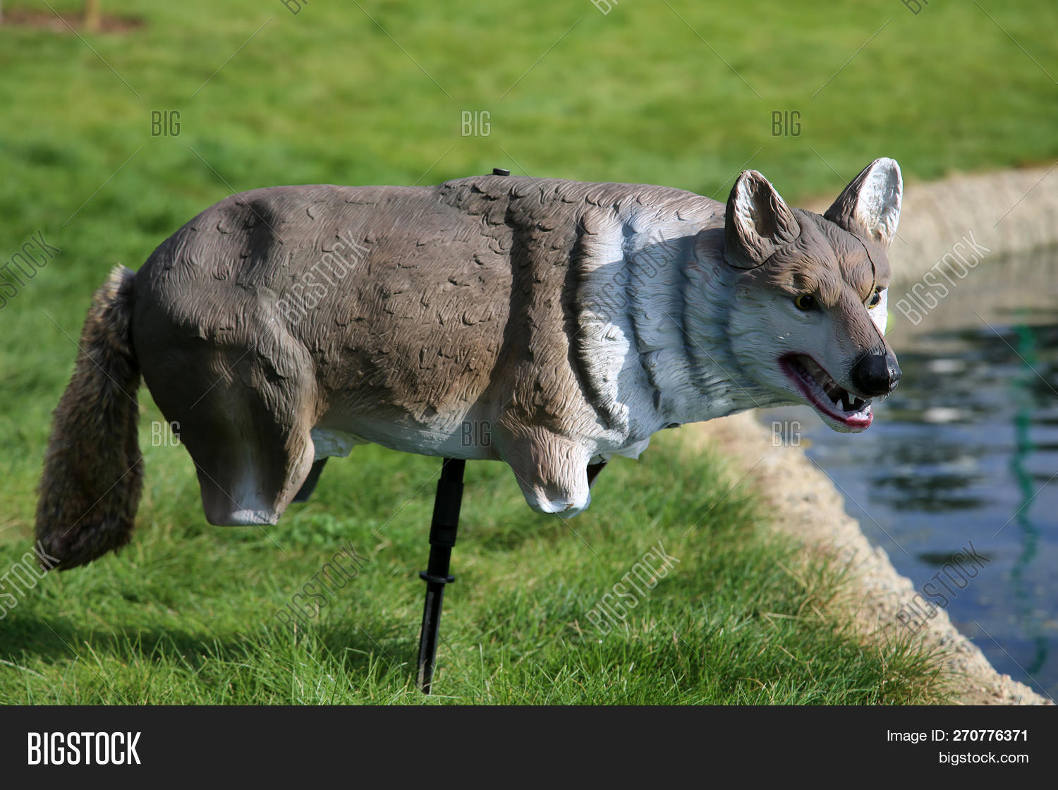 Plastic Wolf Coyote Image & Photo (Free Trial) | Bigstock