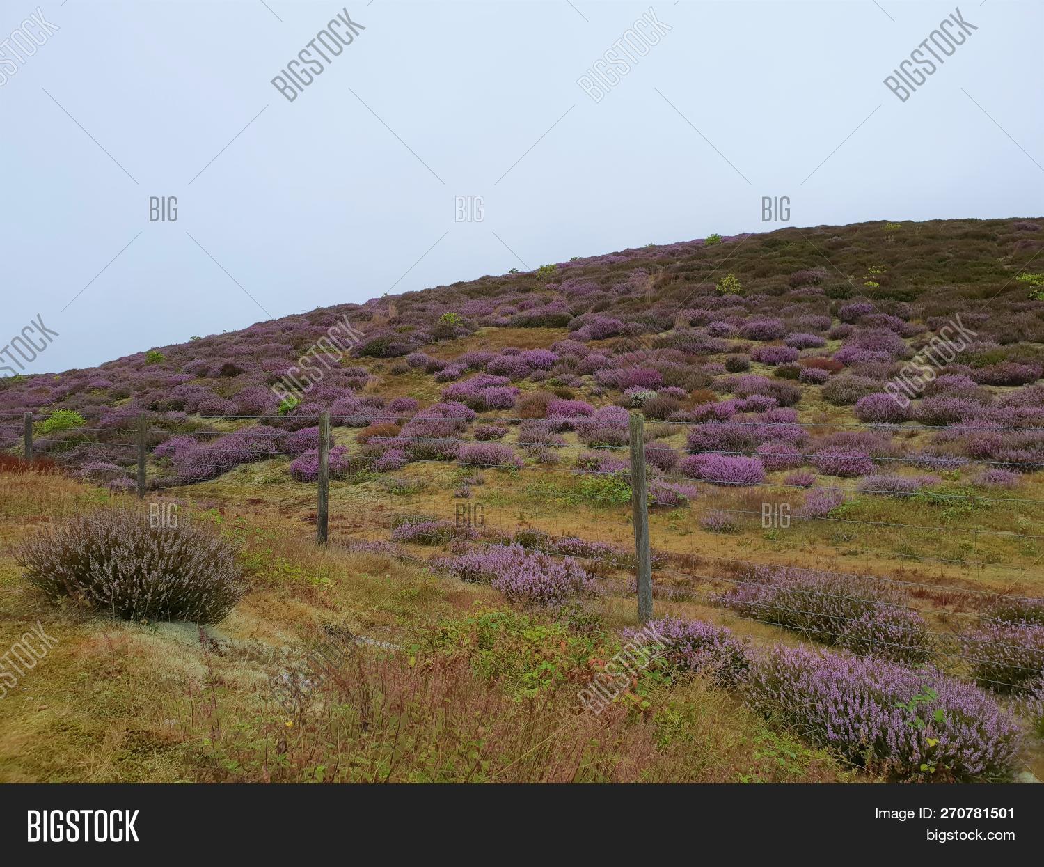 Purple Heather On Image & Photo (Free Trial) | Bigstock