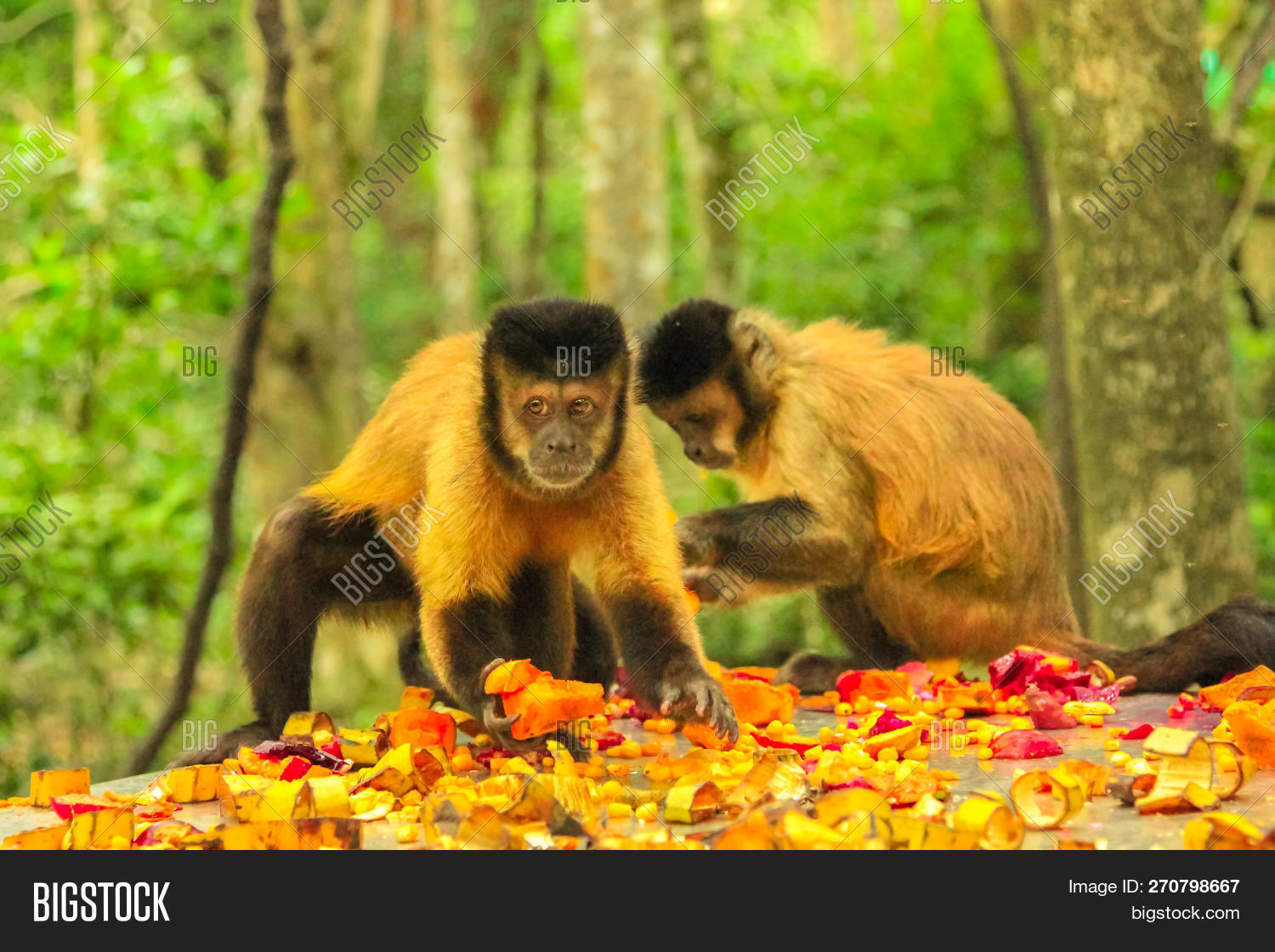 Capuchin Monkeys Eating