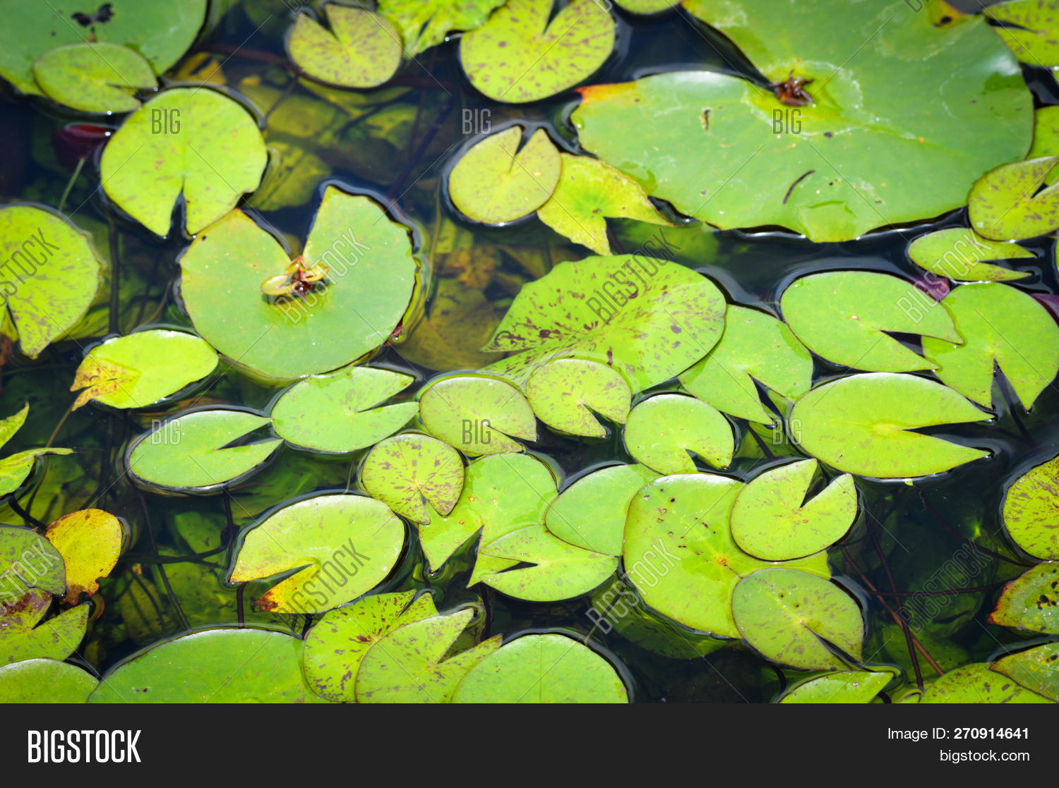 Lily Water Leaf Pond Image & Photo (Free Trial) | Bigstock
