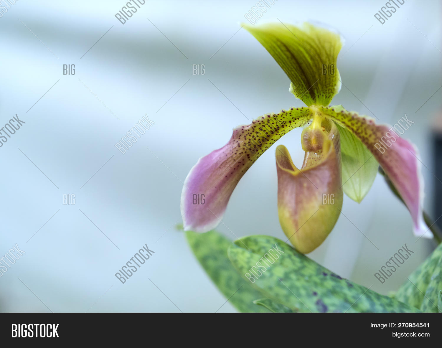 Wild Lady Slipper Image & Photo (Free Trial) | Bigstock