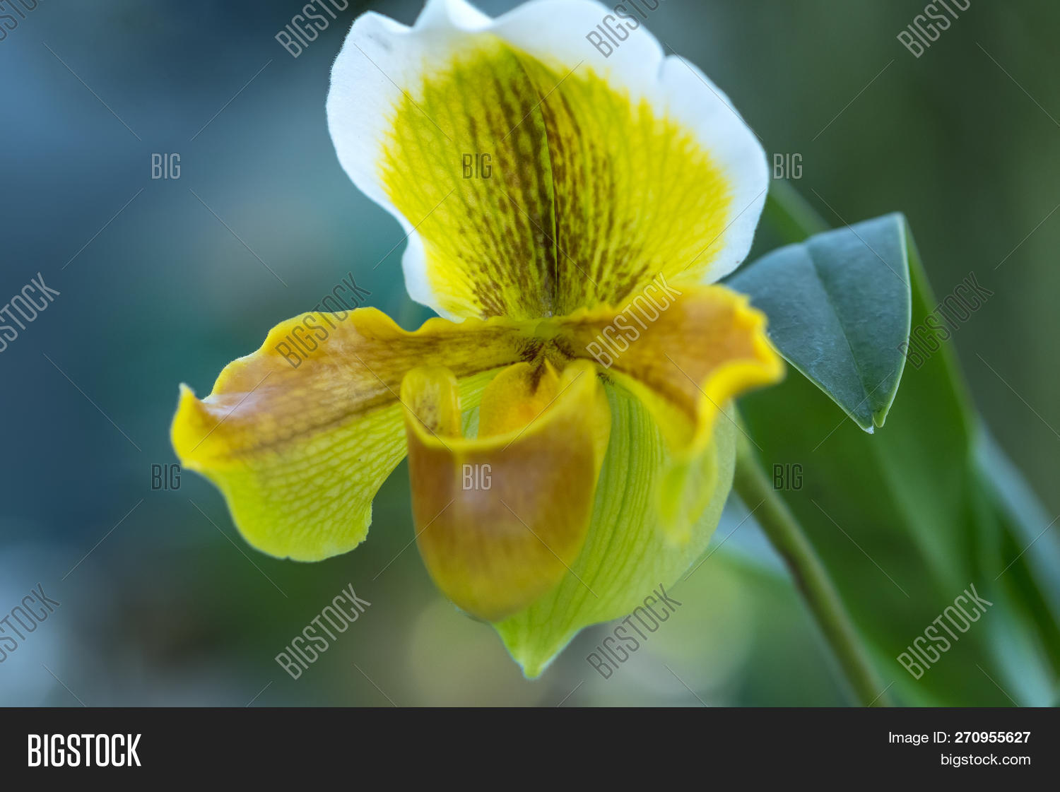 Wild Lady Slipper Image & Photo (Free Trial) | Bigstock