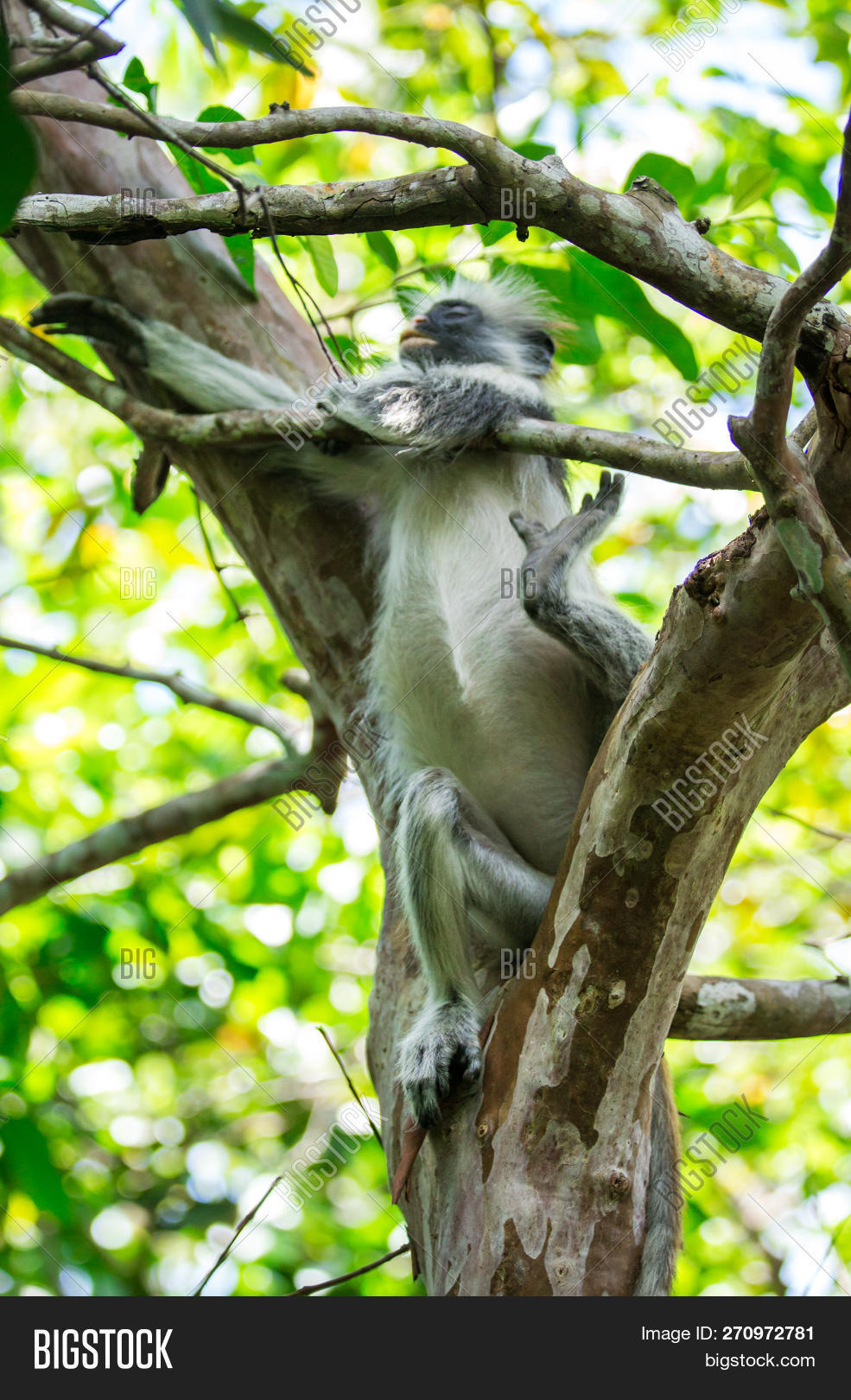 Red Colobus Image & Photo (Free Trial) | Bigstock