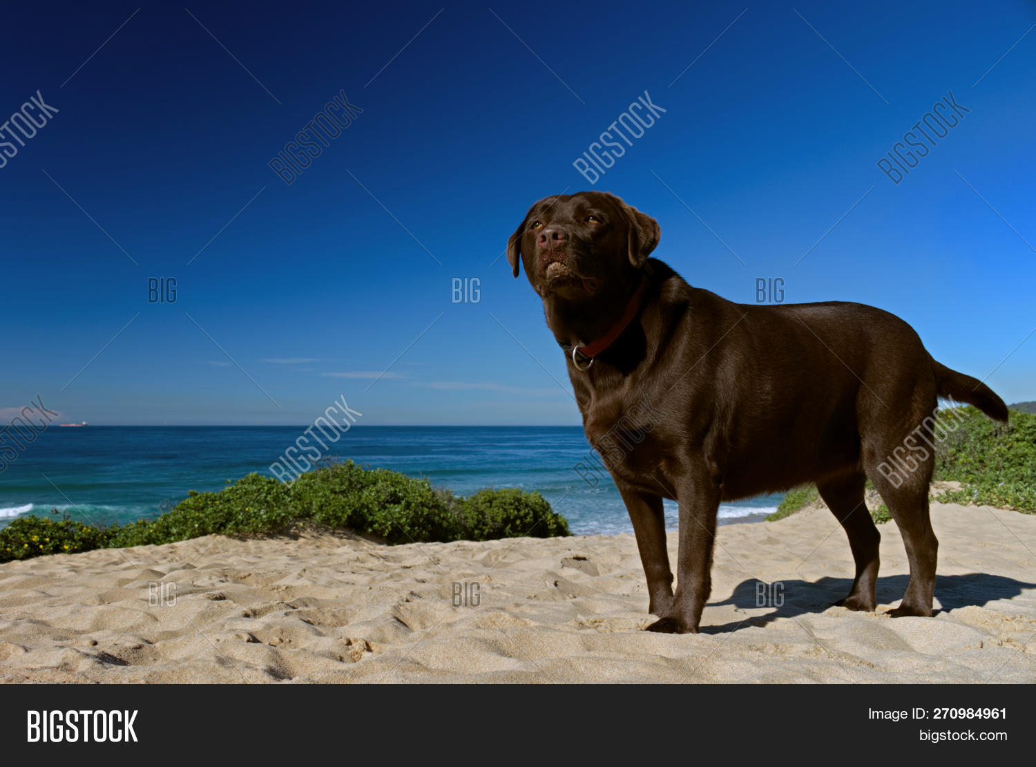 Chocolate Labrador Image & Photo (Free Trial) | Bigstock