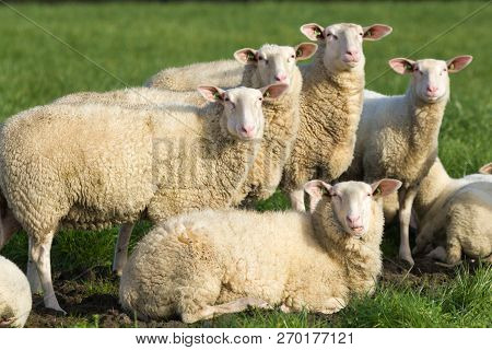 Farm Stock Sheep Image & Photo (Free Trial) | Bigstock