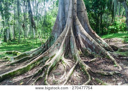 Shortleaf Fig, Giant Image & Photo (Free Trial) | Bigstock