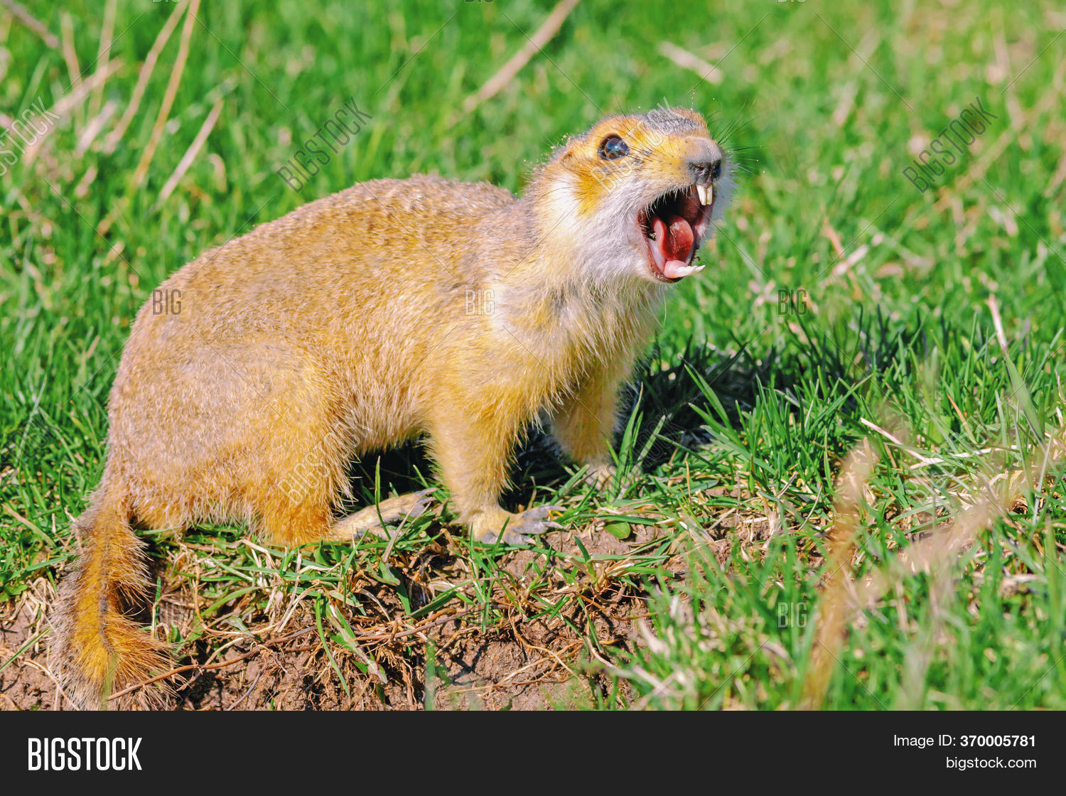 Gopher Screams Meadow Image & Photo (Free Trial) | Bigstock