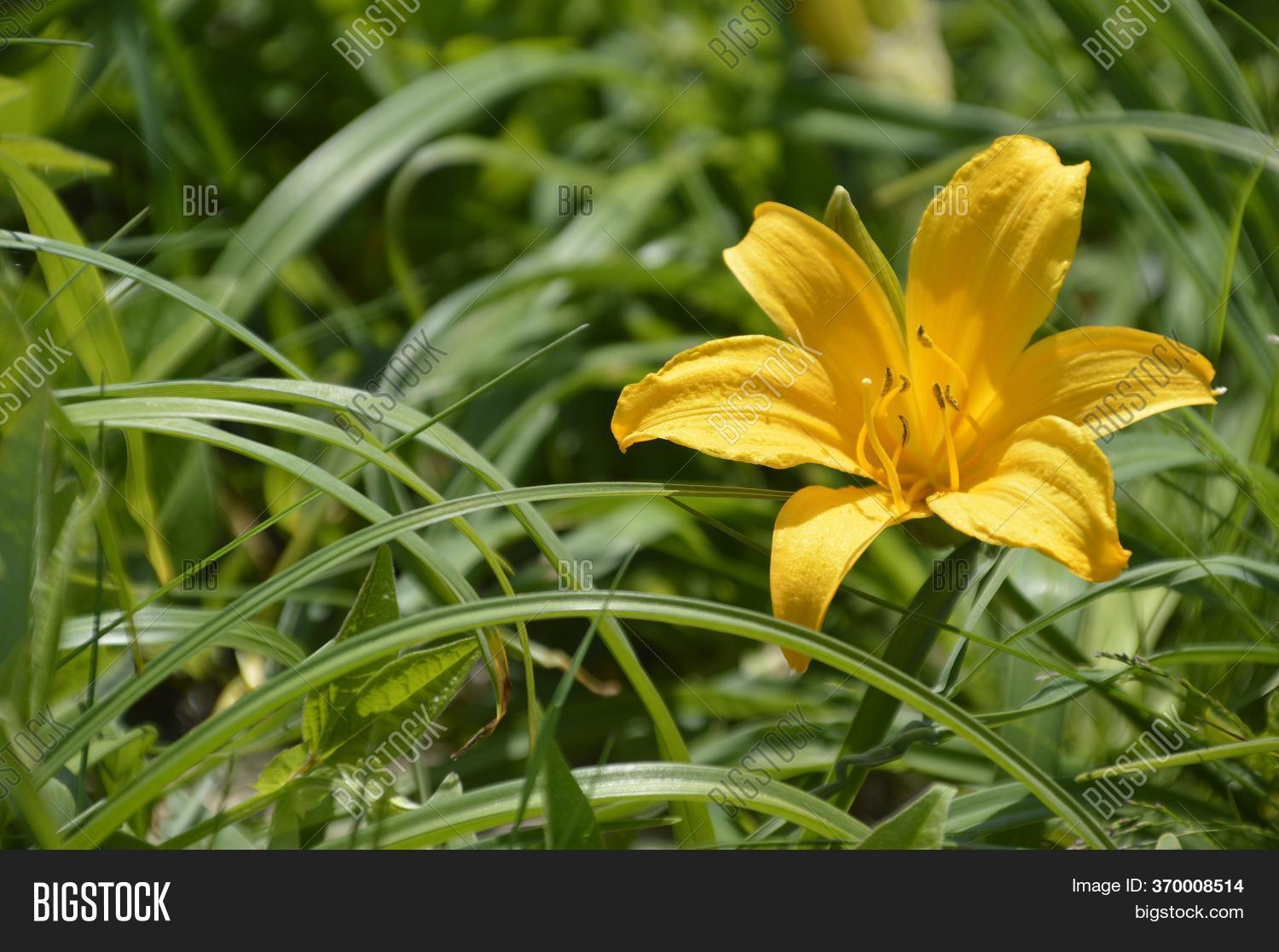 Bright Yellow Wild Image & Photo (Free Trial) | Bigstock