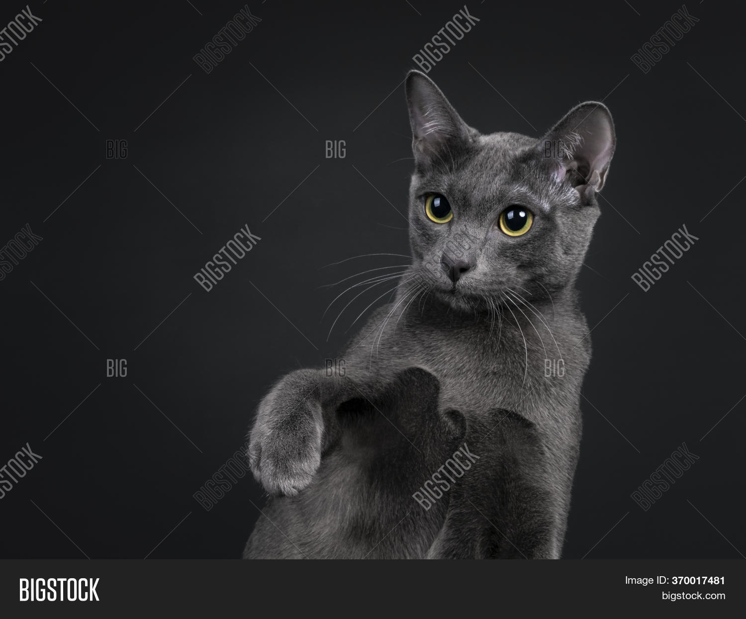 Beautiful Female Korat Image & Photo (Free Trial) | Bigstock