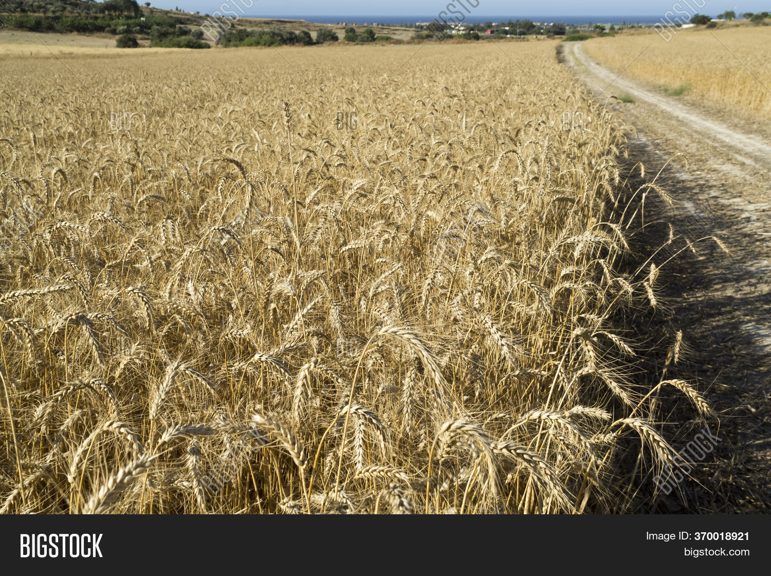 Imagen y foto Field Ripe Golden (prueba gratis) | Bigstock