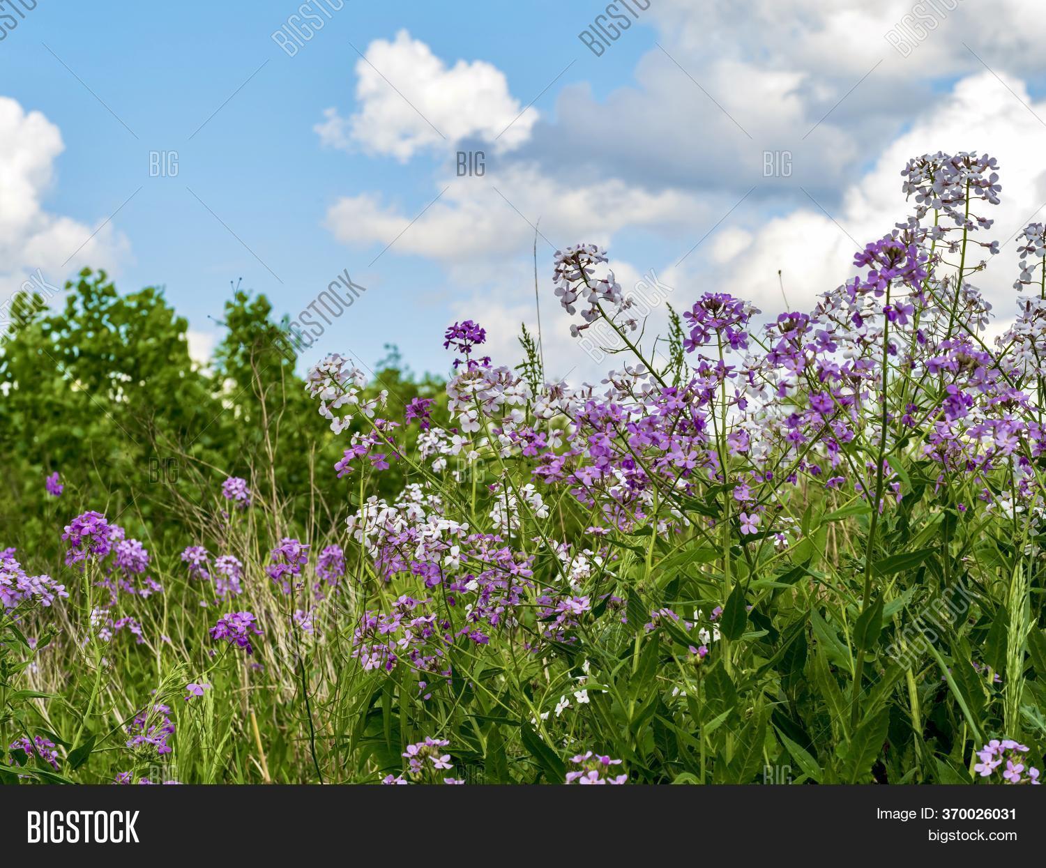 Field Dame's Rocket Image & Photo (Free Trial) | Bigstock