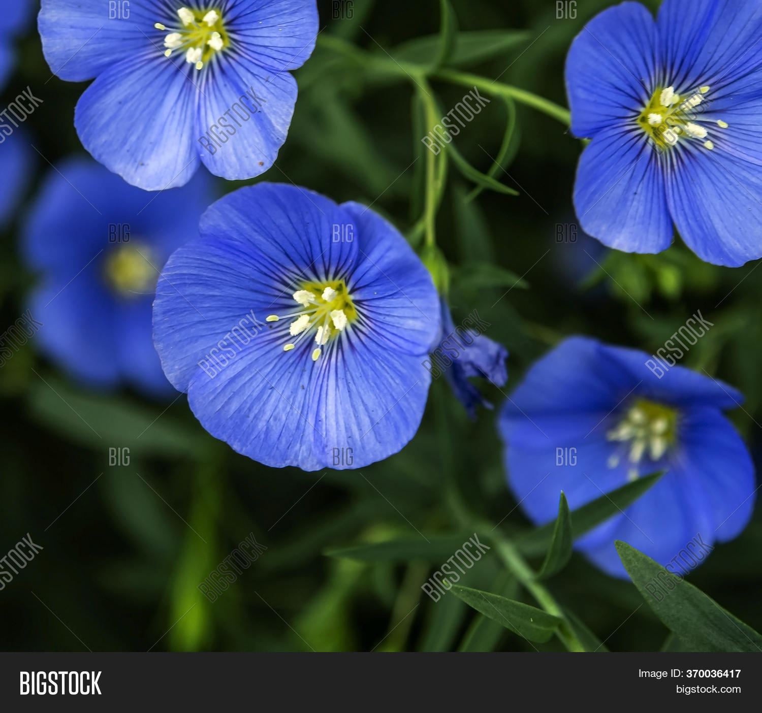 Delicate Blue Flax Image & Photo (Free Trial) | Bigstock
