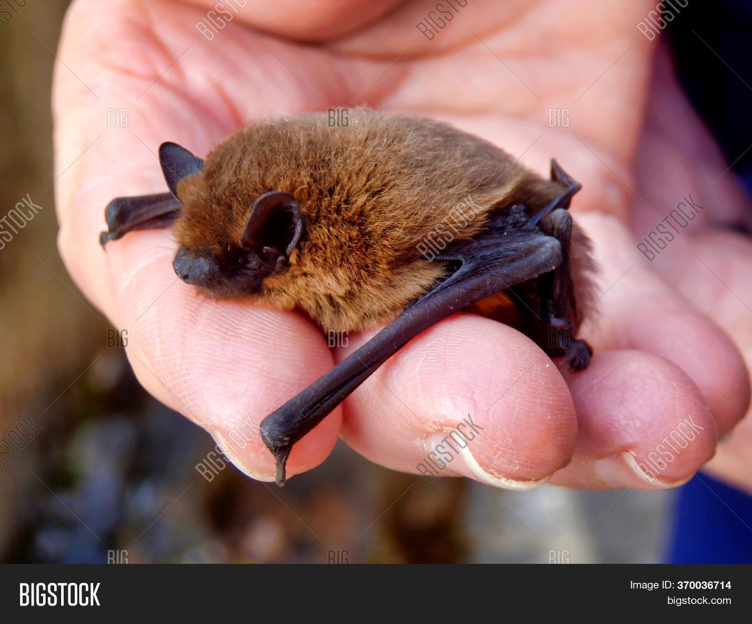 Pipistrelle Bat ( Image & Photo (Free Trial) | Bigstock