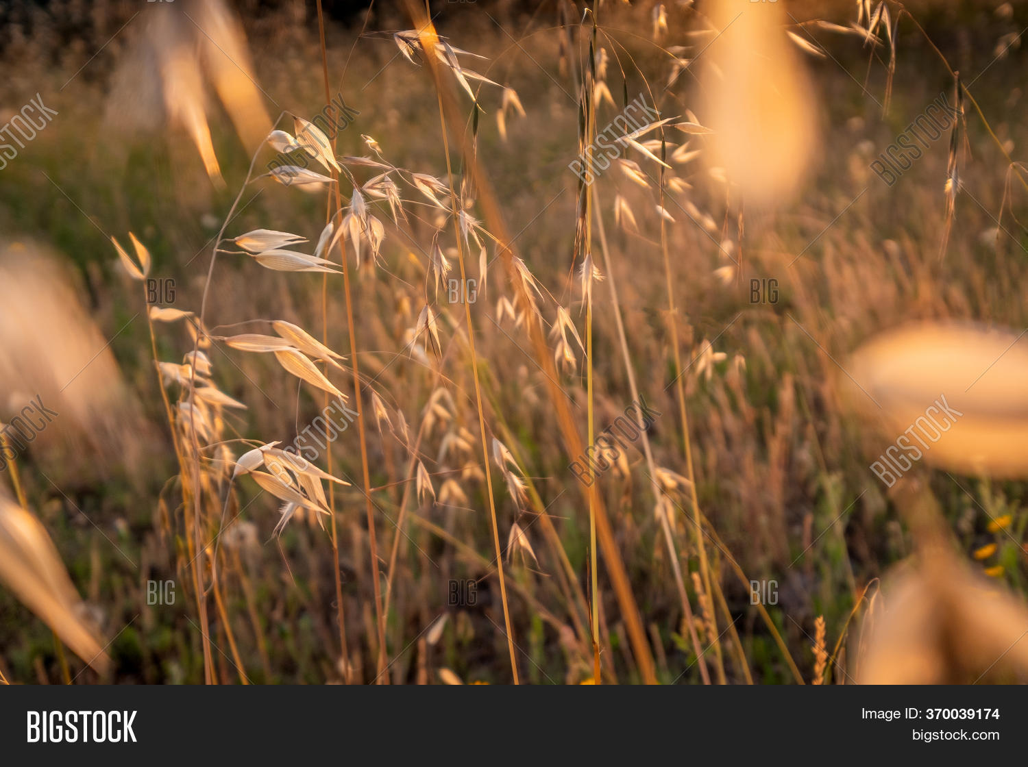 Spikes Sun Valleys Image & Photo (Free Trial) | Bigstock