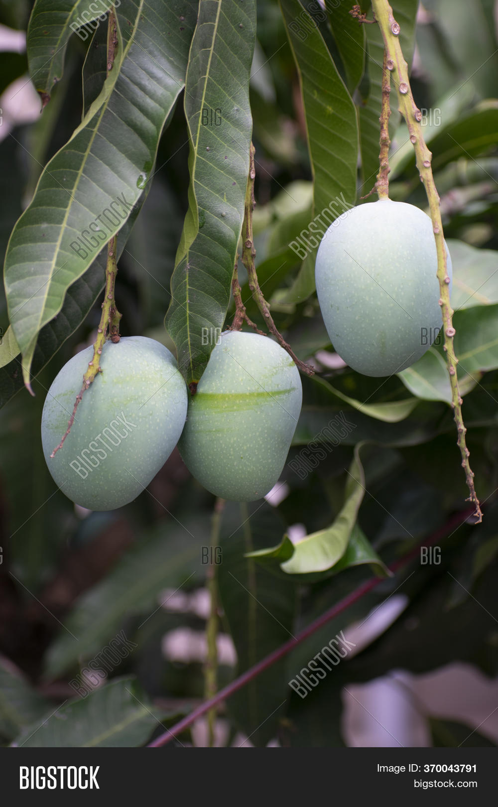 Mango Juicy Stone Image & Photo (Free Trial) | Bigstock