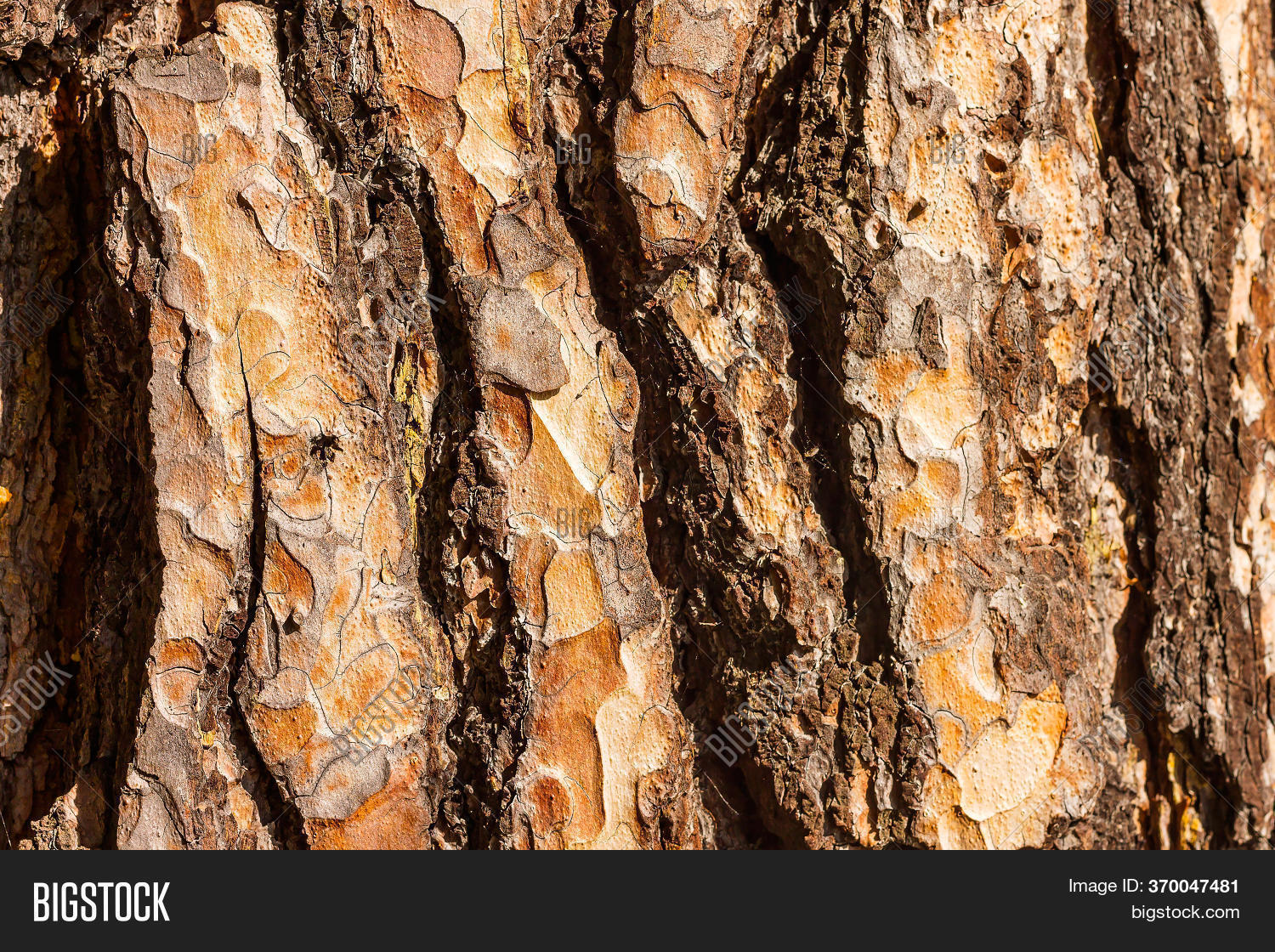 Structure Bark Trunk Image & Photo (Free Trial) | Bigstock