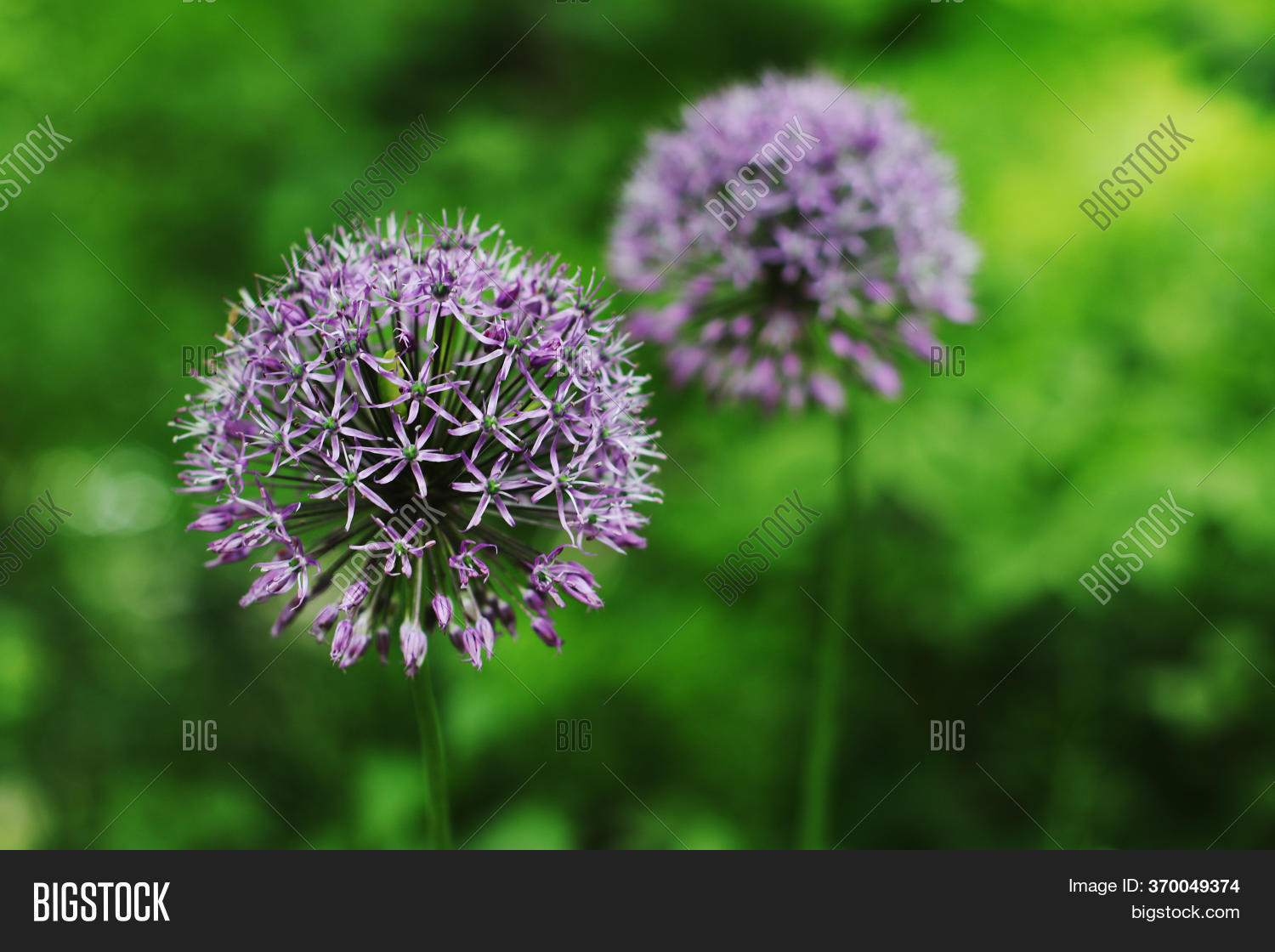 Allium Lilac Dandelion Image & Photo (Free Trial) | Bigstock