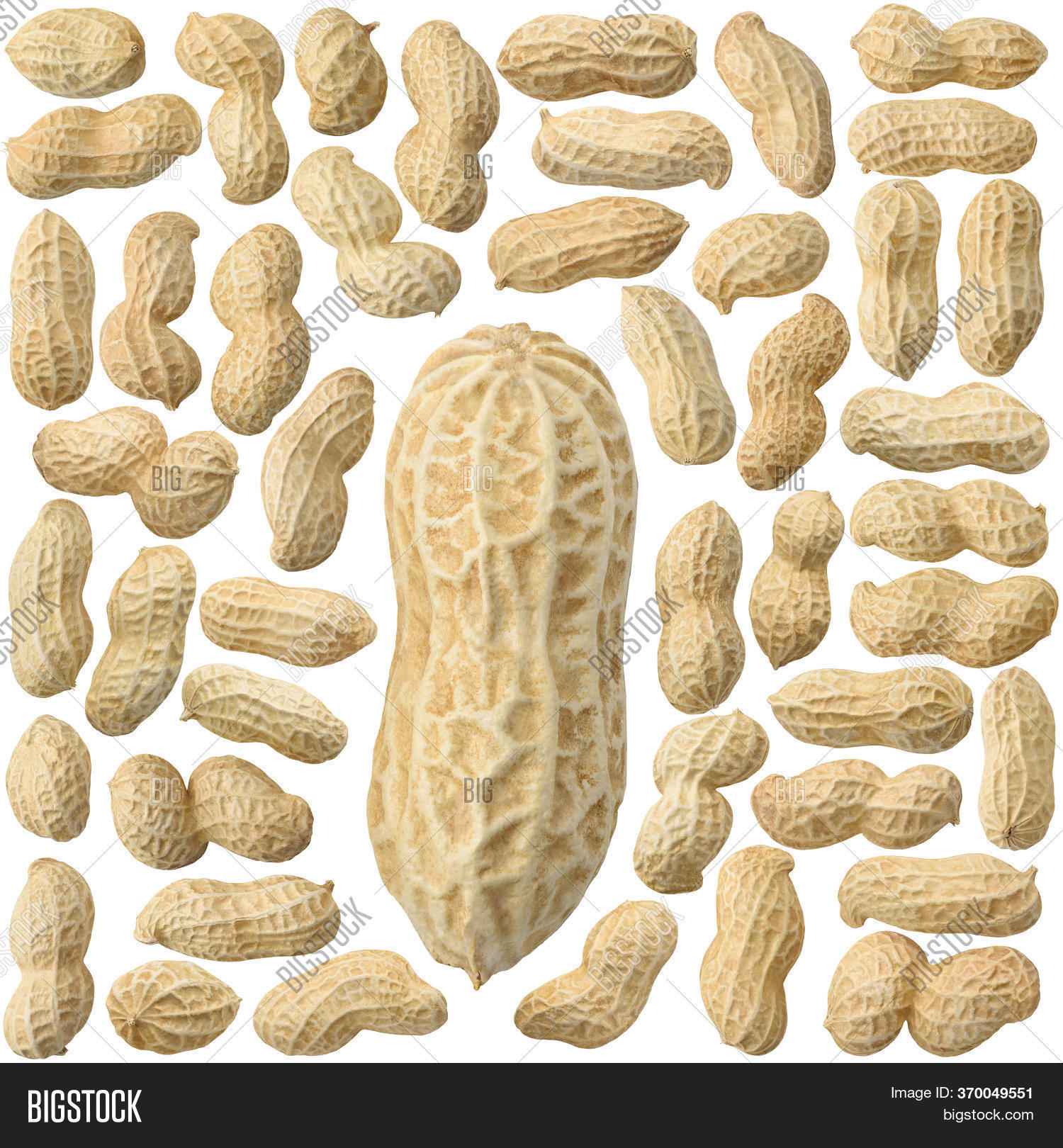 Isolated Shelled Image & Photo (Free Trial) | Bigstock